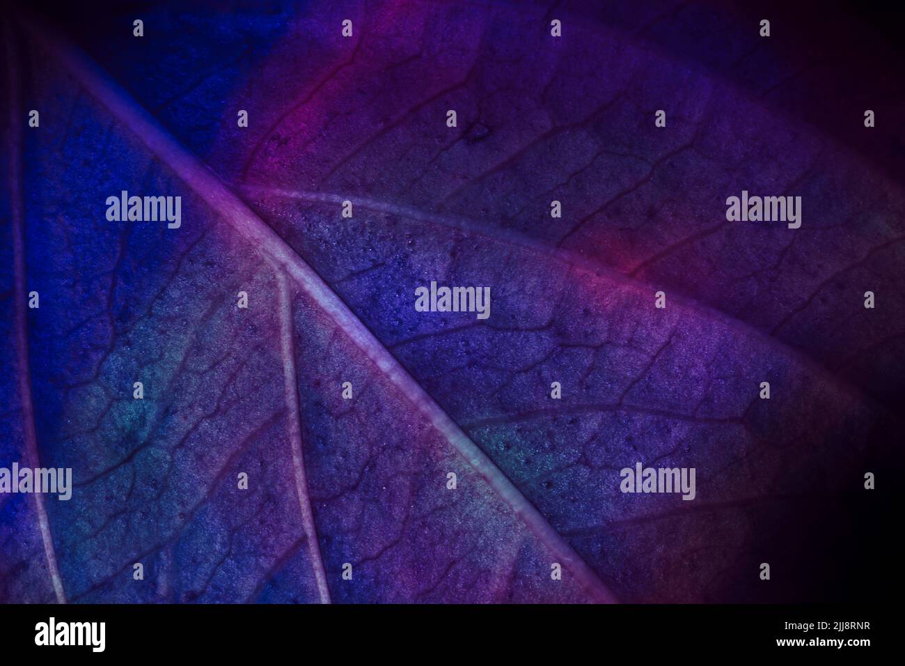 Close up Beautiful abstract leaf in colorful light. Minimalism modern ...