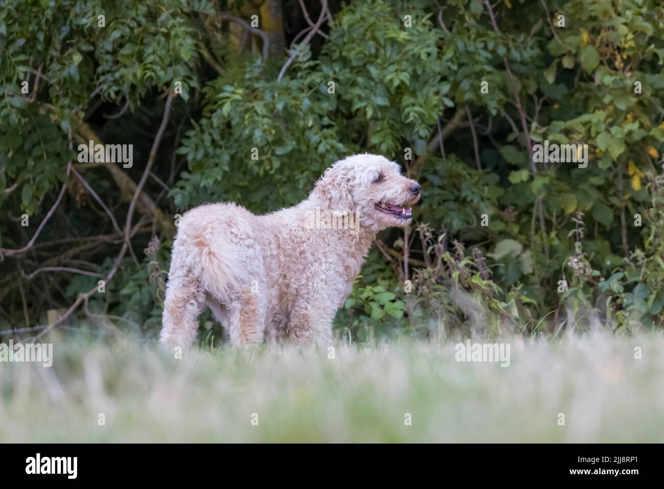 A beautiful, elegant beige coloured Labradoodle dog, stood in a grassy ...