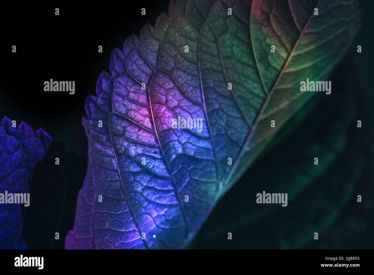 Beautiful faded old leaf in colorful light on a black. Minimalism retro ...