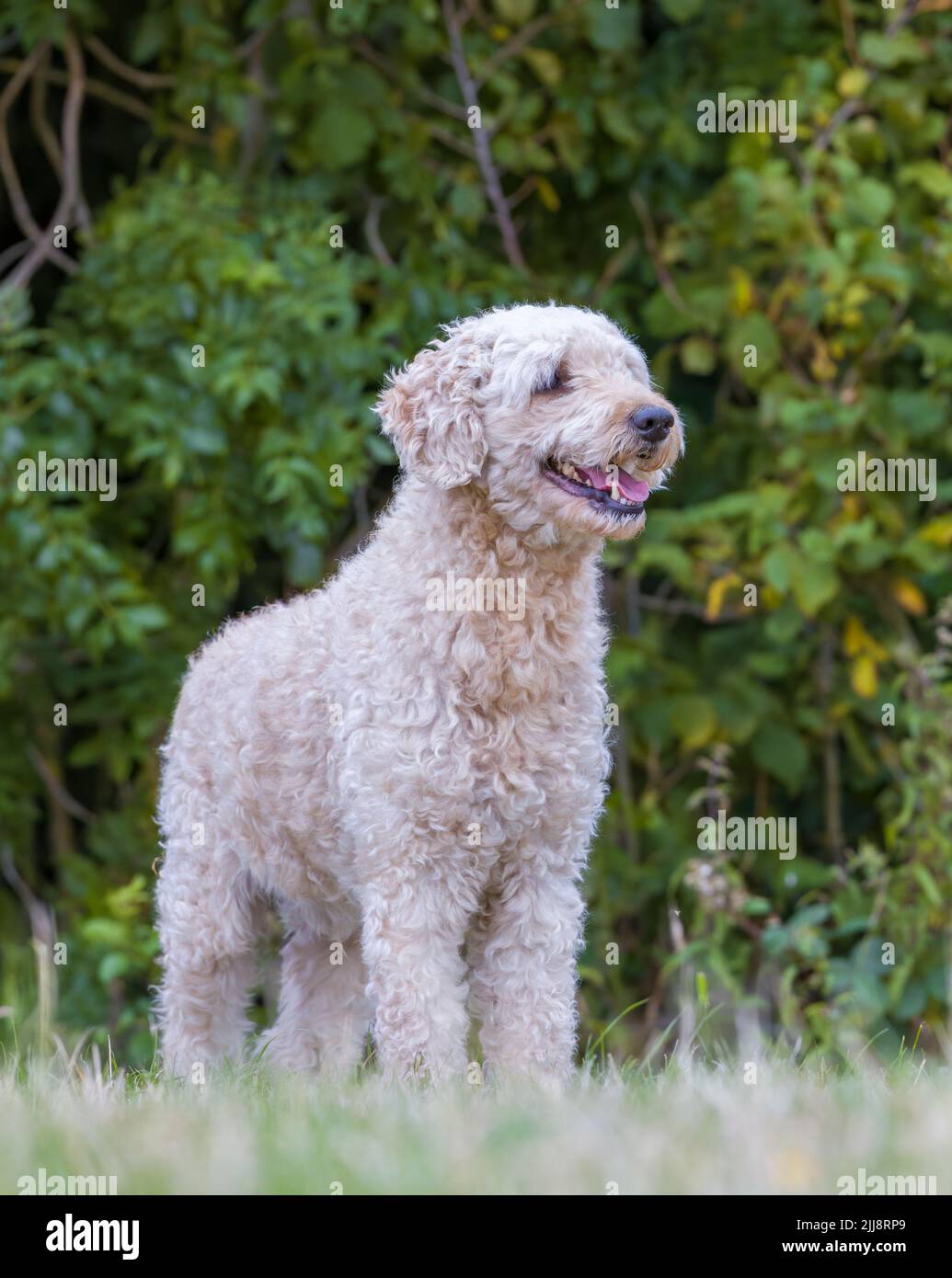 A beautiful, elegant beige coloured Labradoodle dog, stood in a grassy ...