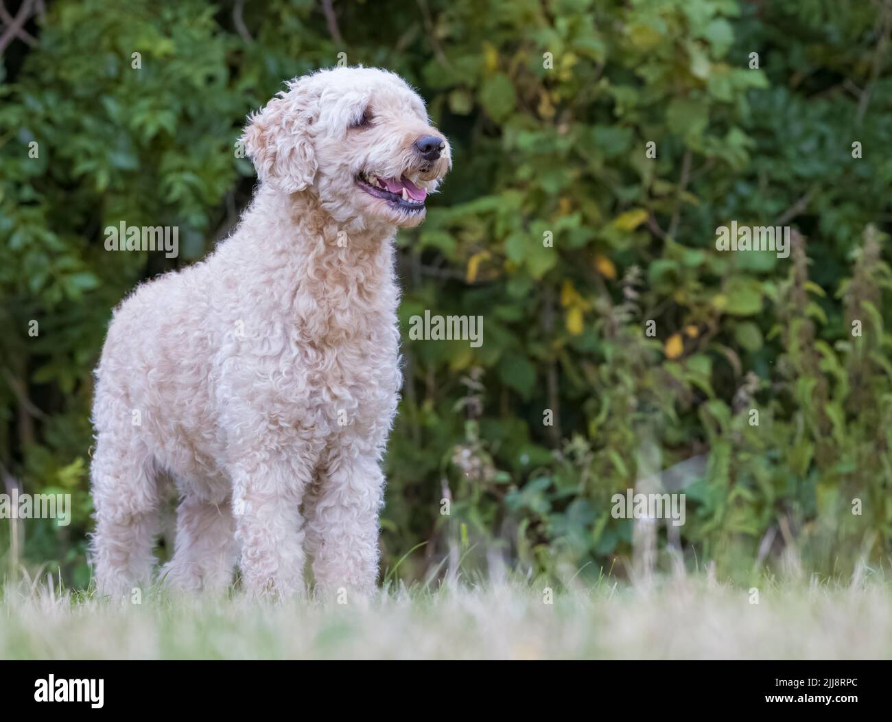 A beautiful, elegant beige coloured Labradoodle dog, stood in a grassy ...