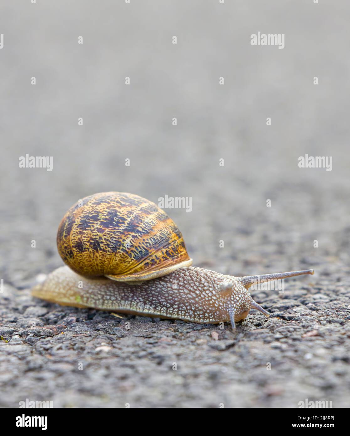 A common Garden Snail, Cornu aspersum), making its way across a tarmac ...