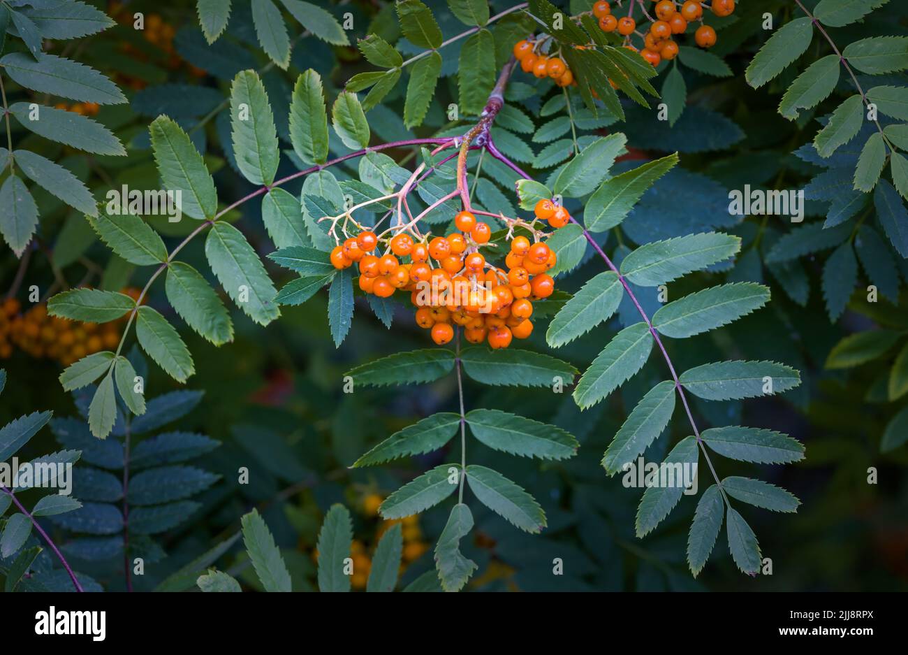 A close up of a cluster of bright orange berries produced by a Mountain ...