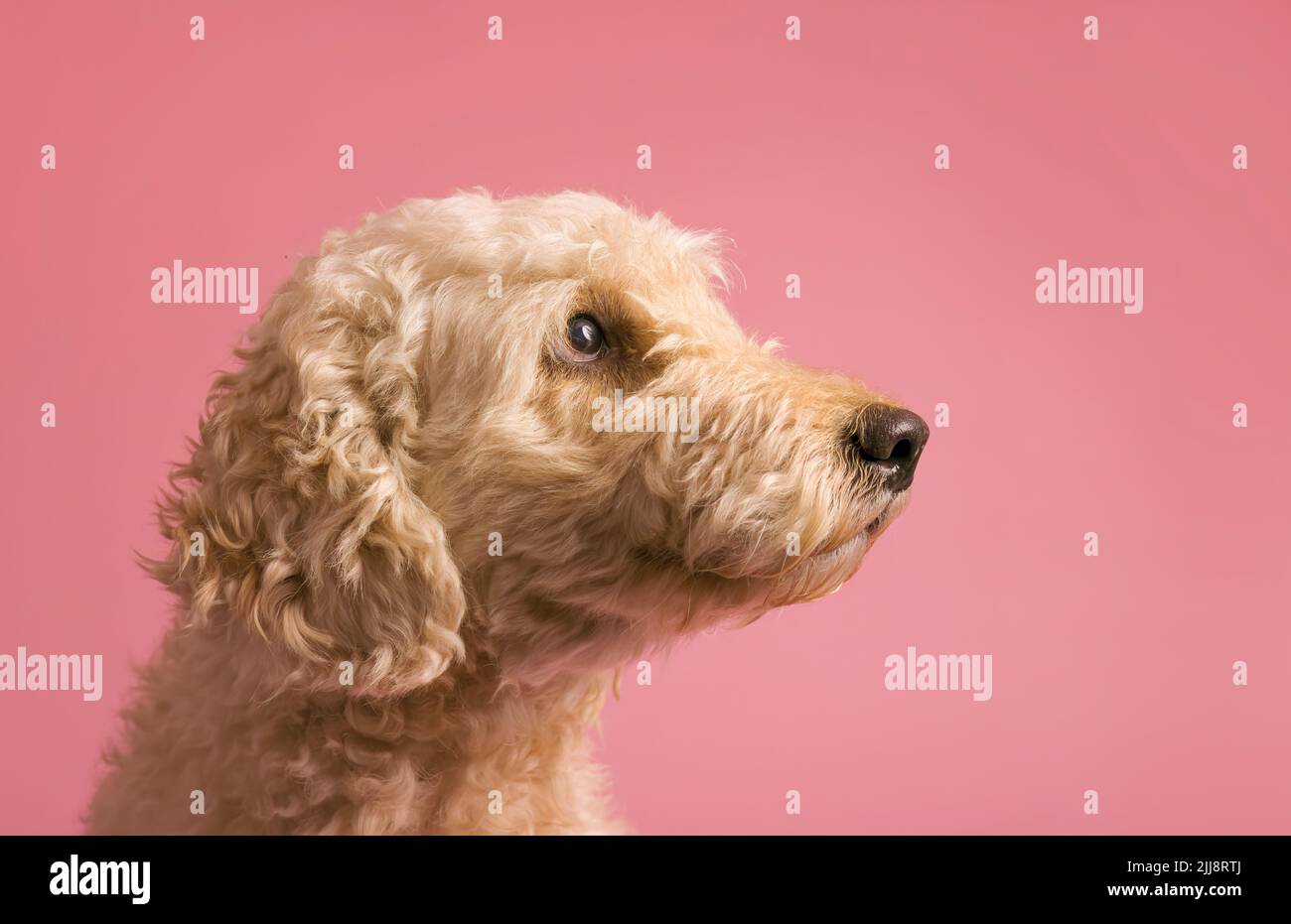 Formal studio portrait of a gorgeous beige coloured Labradoodle dog ...