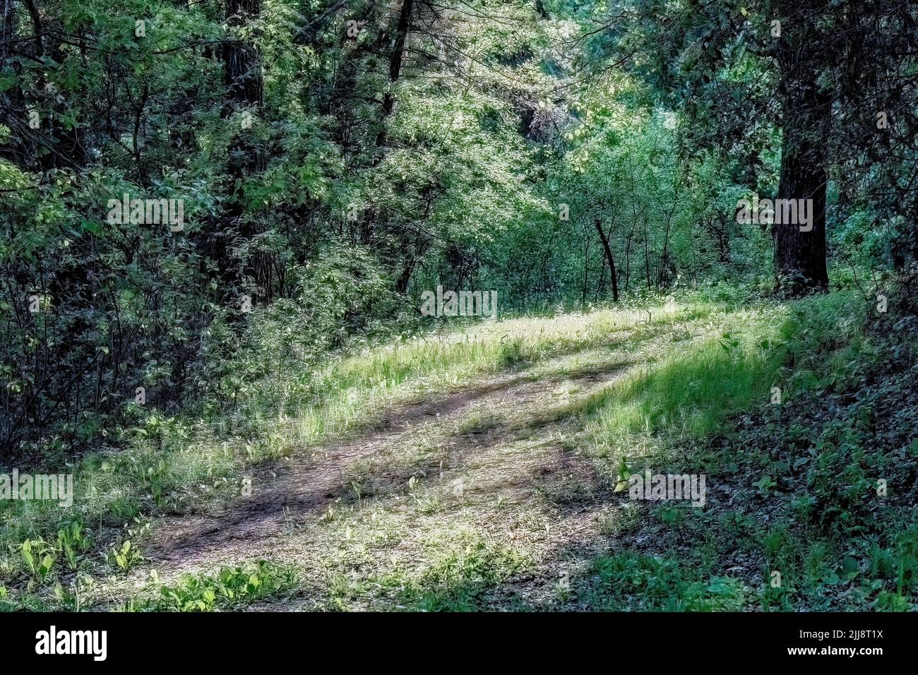 Sun shining through the springtime woods onto a hiking trail in North ...
