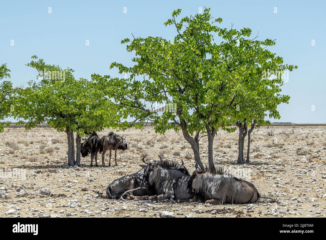 A group of five blue wildebeest sheltering under the trees in a dry ...