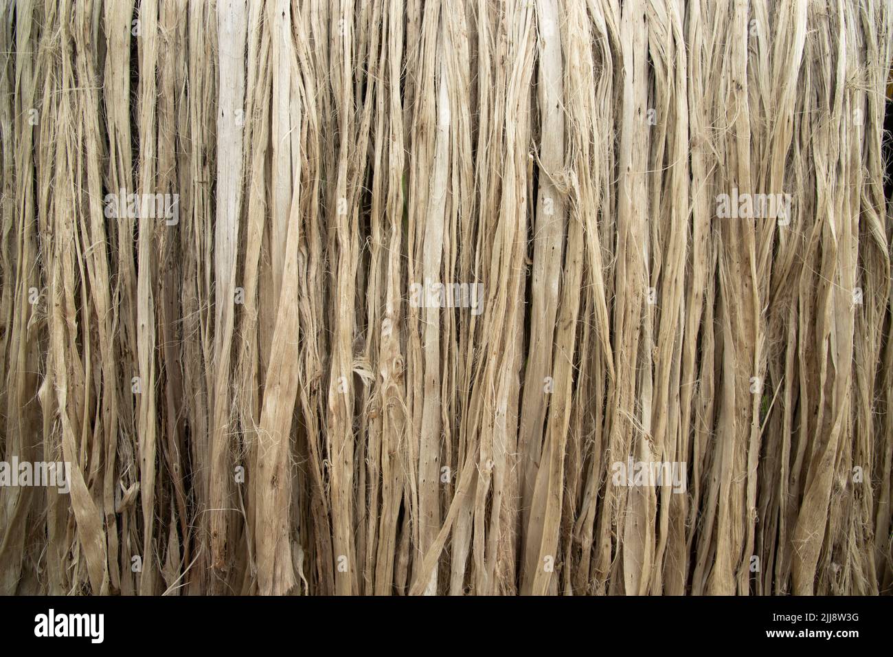 Close-up shot of raw jute fiber hanging under the sunlight for drying. Brown jute fiber texture ...
