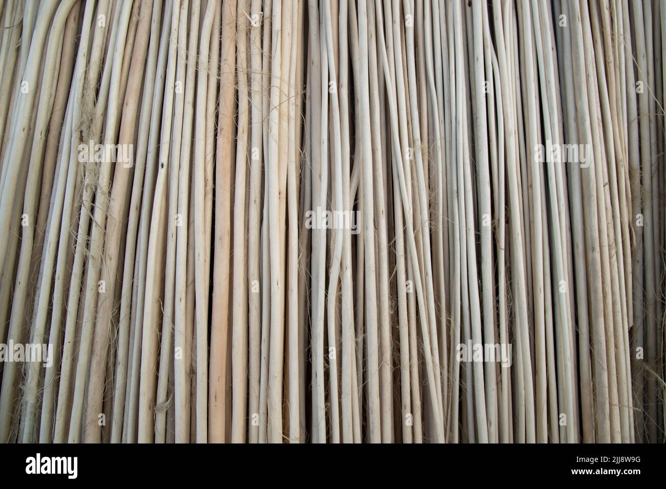 Rows and Rows of brown Jute Sticks Texture background of a field Stock ...