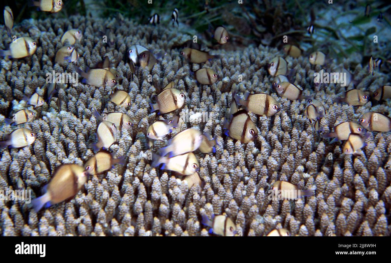 Reticulated dascyllus (Dascyllus reticulatus) from Cabilao Island, the ...