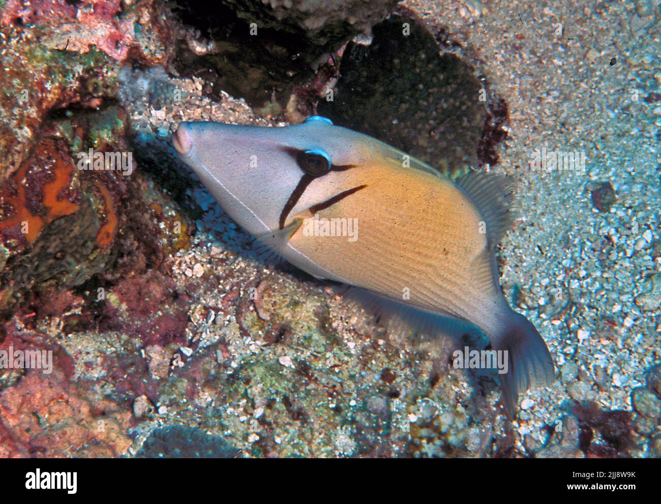 Scythe Triggerfish (Sufflamen bursa) from Kuredu Island, the Maldives ...
