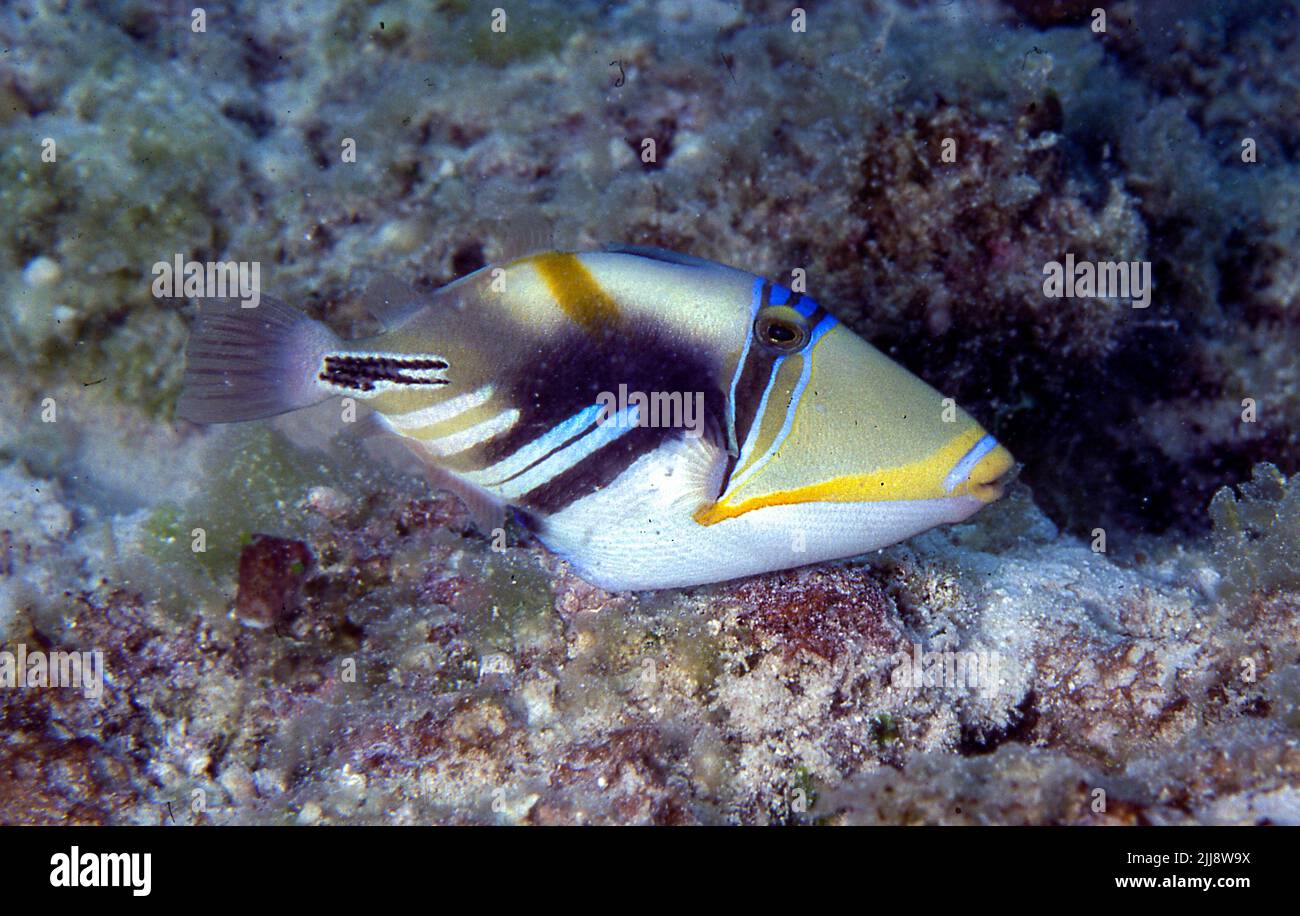 Picassofish (Rhinecanthus aculeatus) from Kuredu Island, the Maldives ...