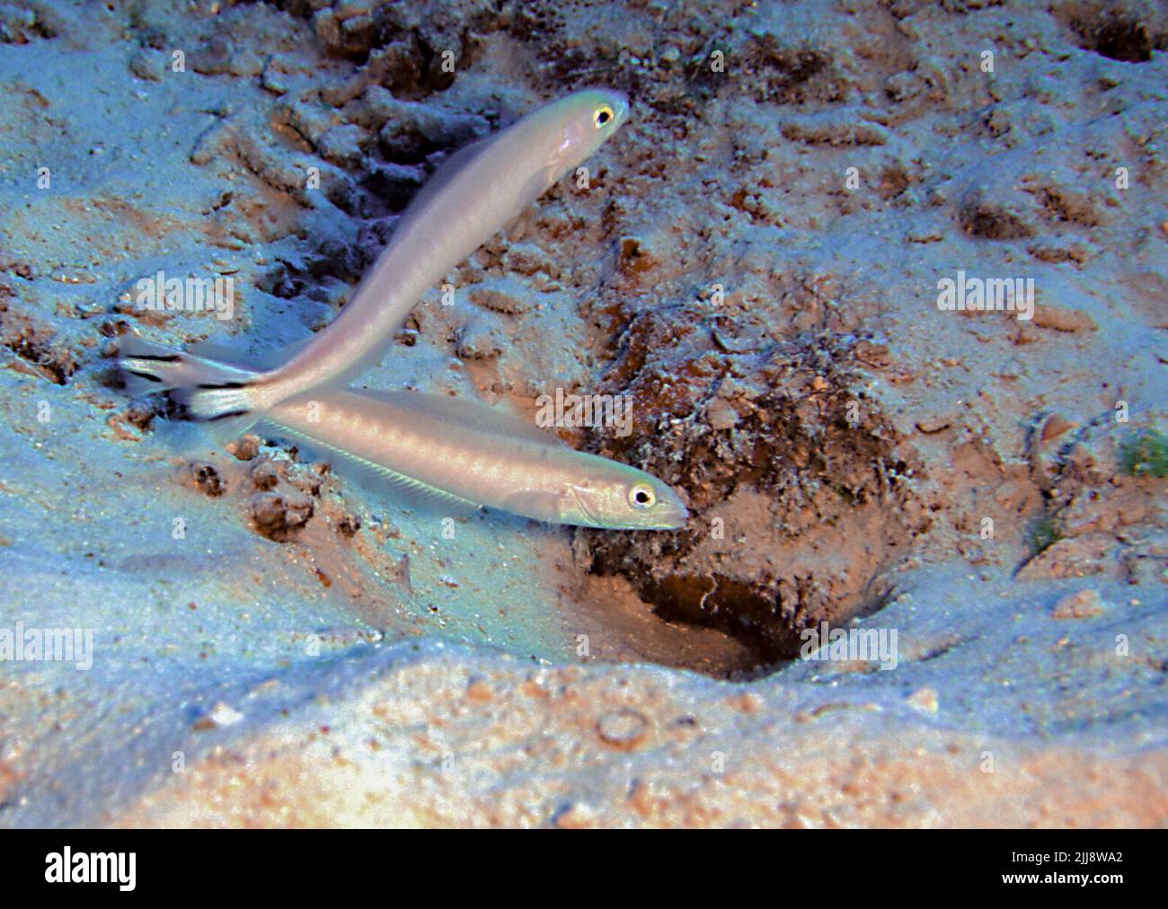 Six-spot Goby (Valenciennea sexguttata) in front of their hidingplace ...