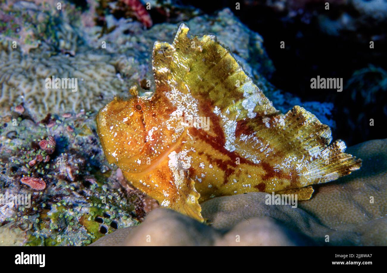 Leaf scorpionfish (Taenianotus triacanthus) from Kuredu Island, the ...