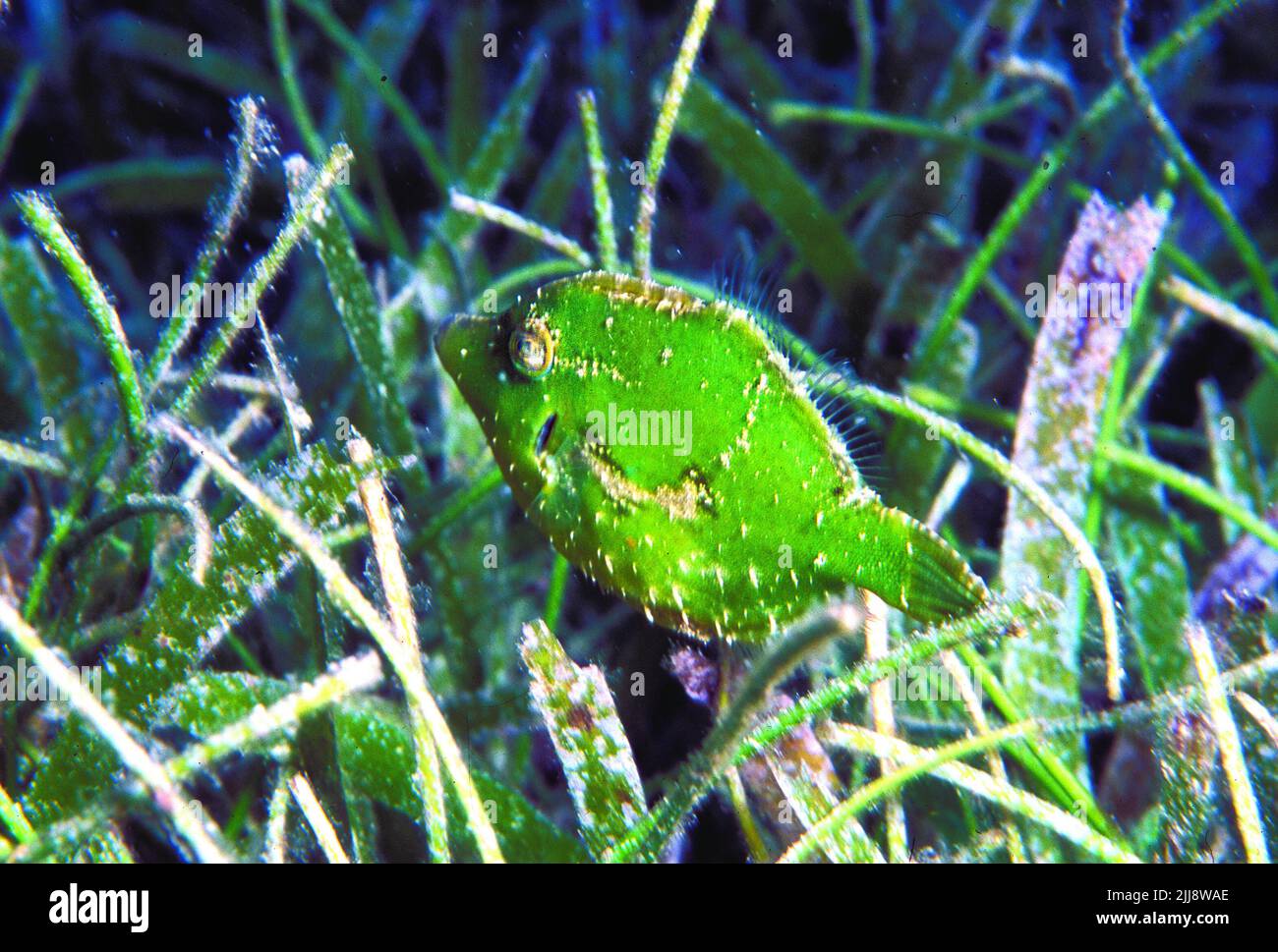A well camouflaged, bright green Bristle-tail filefish (Acreichthys ...