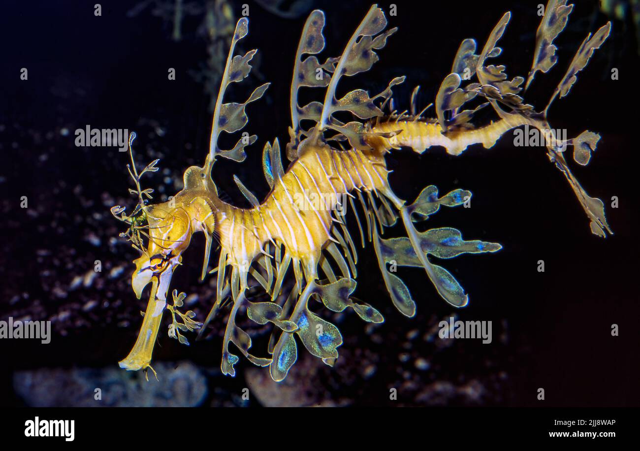 Leafy Sea Dragon (Phycodurus eques Stock Photo - Alamy