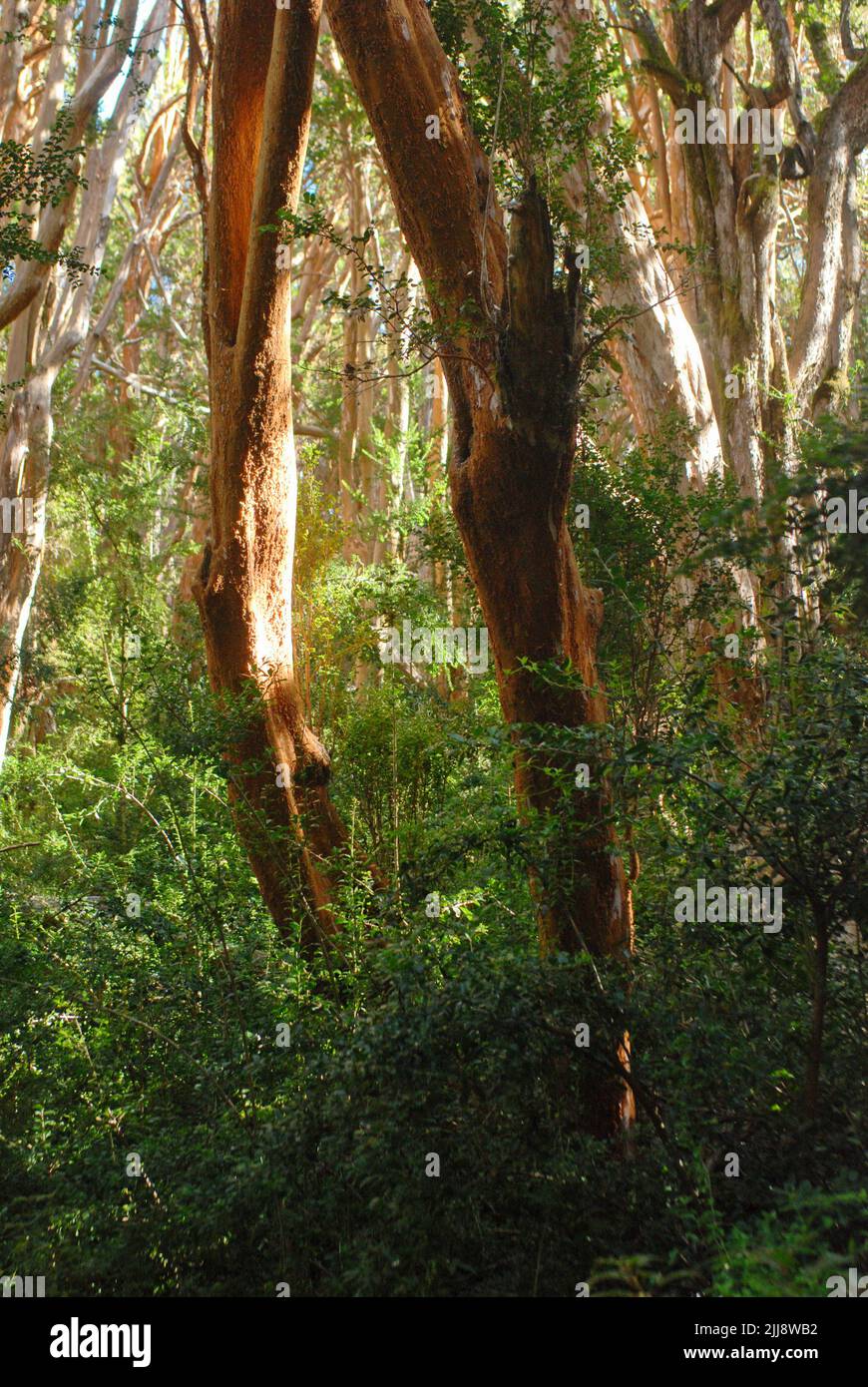 Los arrayanes national park hi-res stock photography and images - Alamy