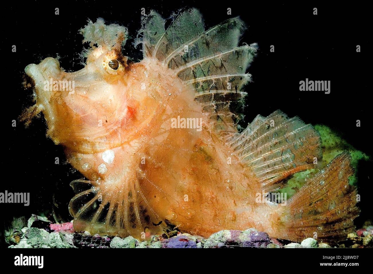 Weedy Scorpionfish, Rhinopias frondosa Stock Photo - Alamy