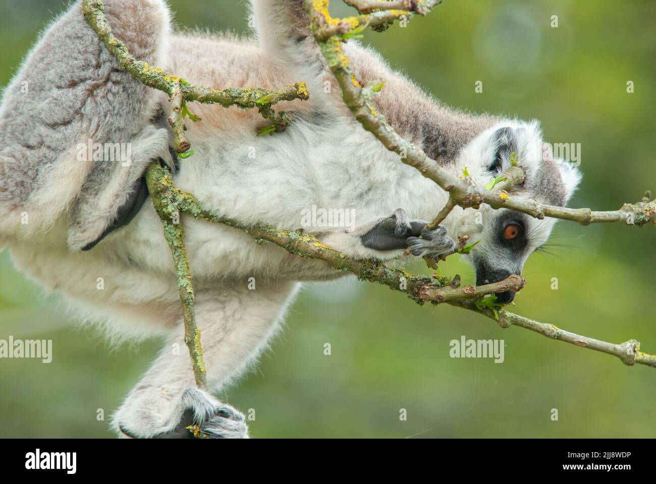 Ring tailed lemur climbing in tree in captivity, Wales, UK Stock Photo ...