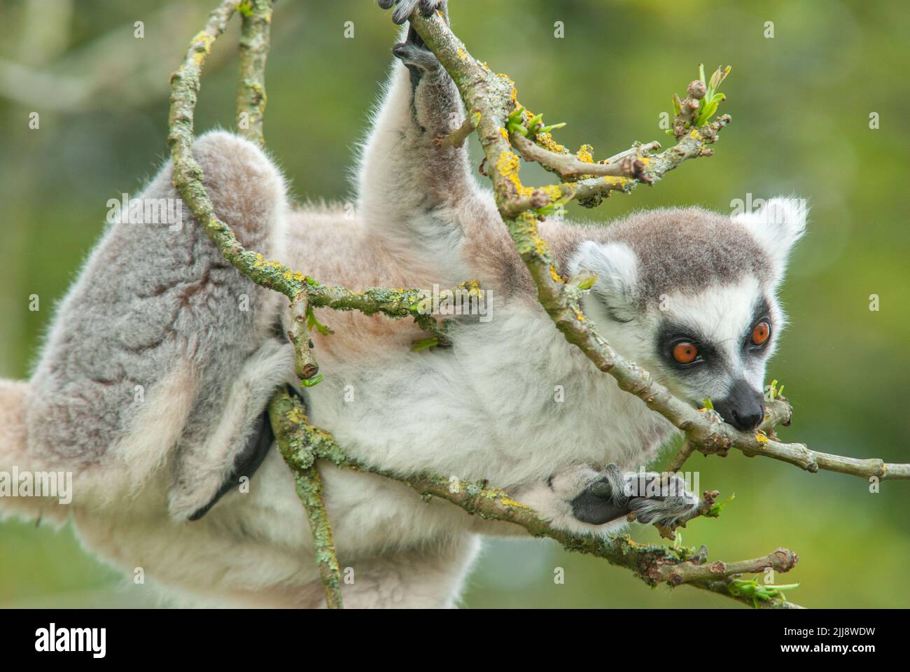 Ring tailed lemur climbing in tree in captivity, Wales, UK Stock Photo ...