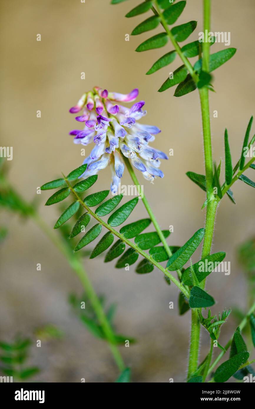 Wood bitter-vetch (Vicia orobus) from Hidra, south-western Norway in ...