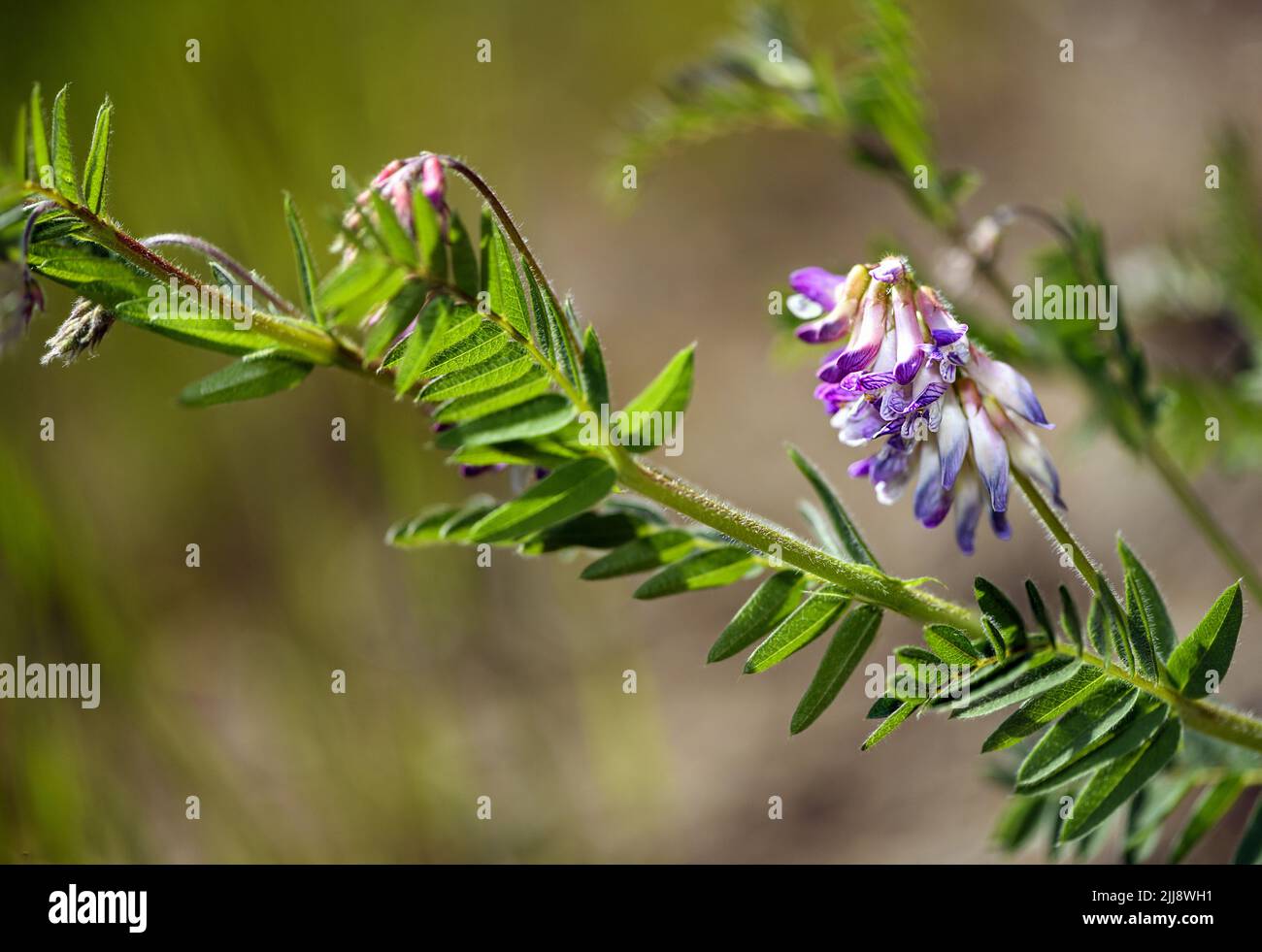 Wood bitter-vetch (Vicia orobus) from Hidra, south-western Norway in June Stock Photo - Alamy
