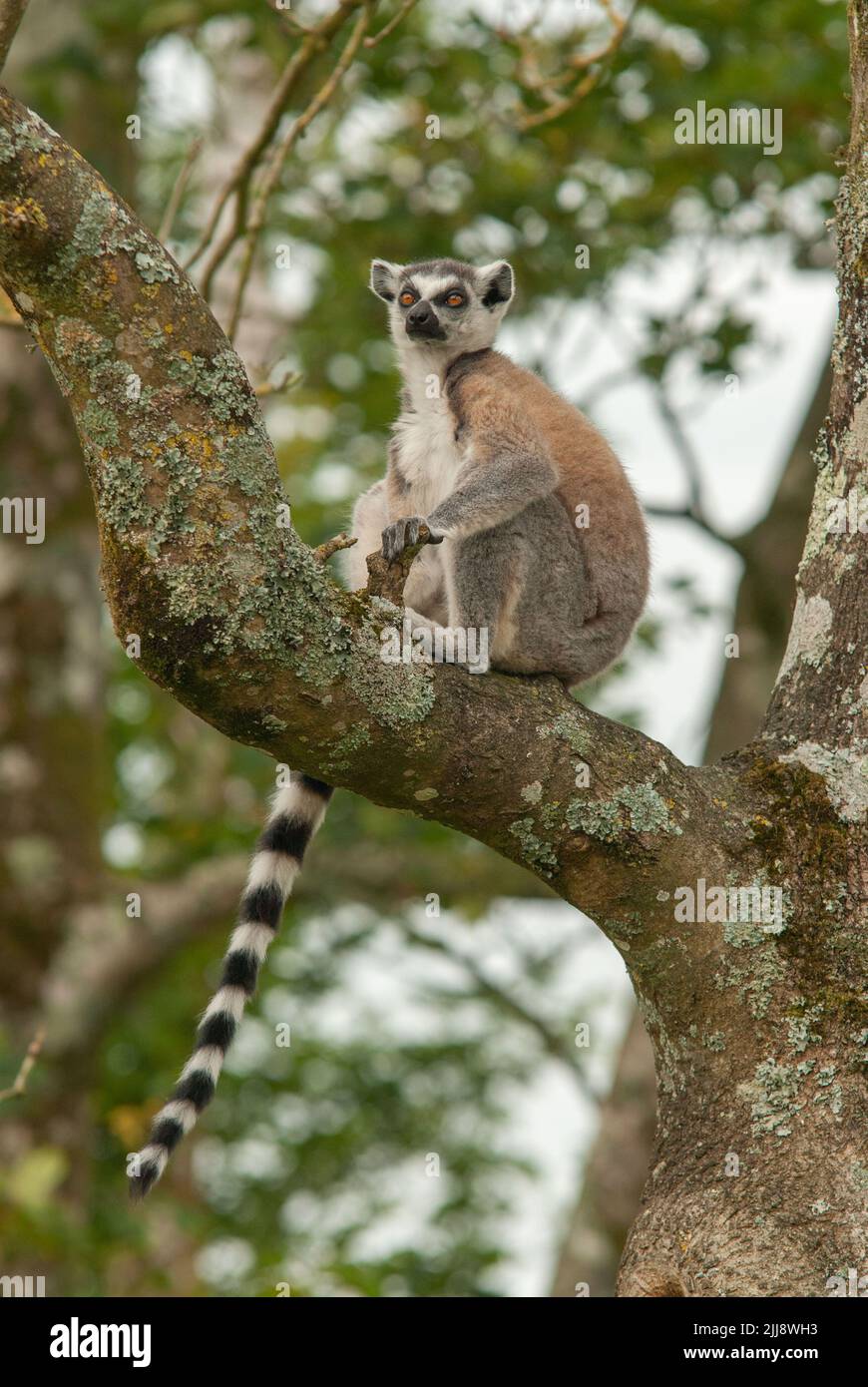 Ring tailed lemur climbing in tree in captivity, Wales, UK Stock Photo ...
