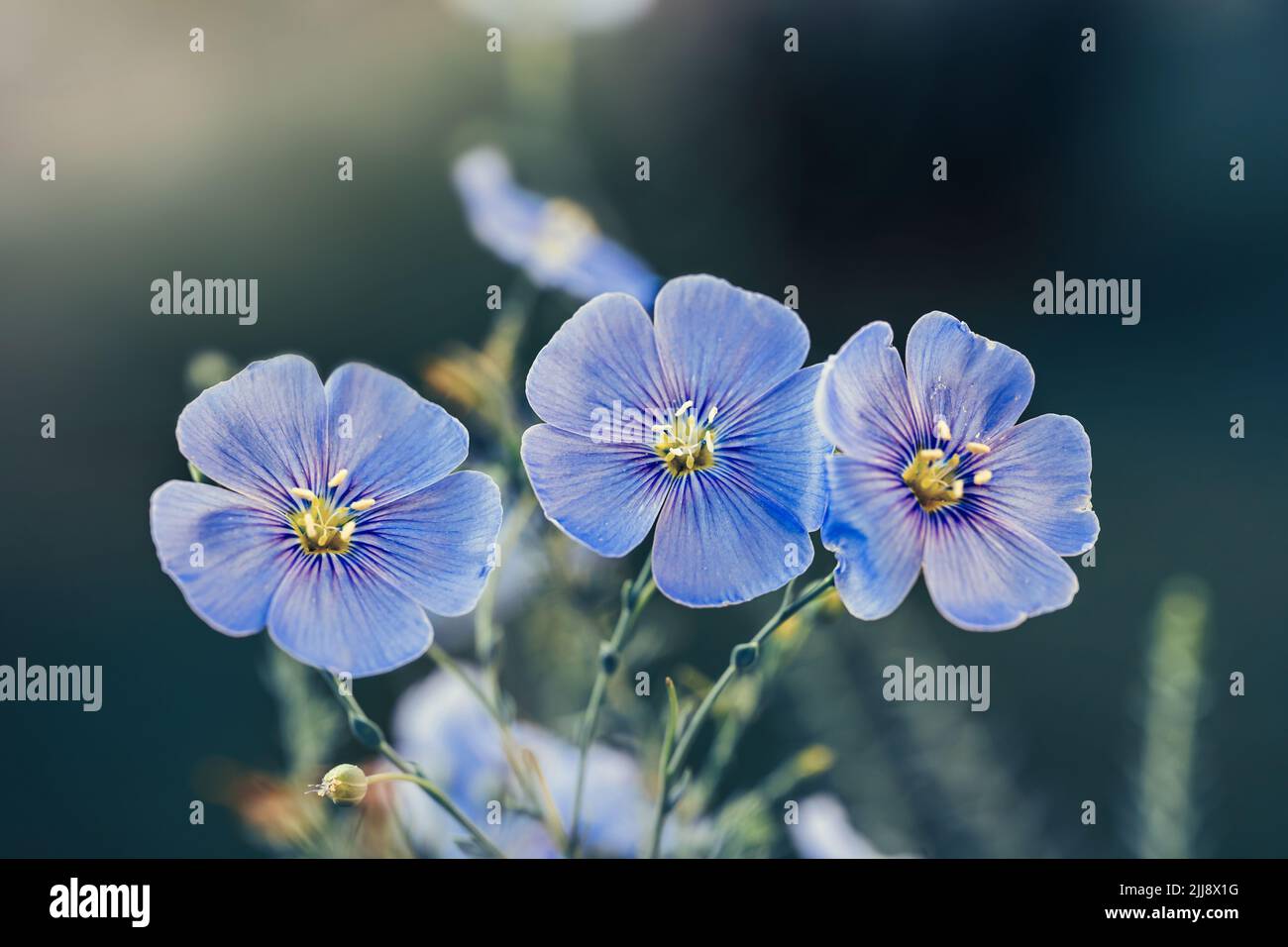 Three beautiful blue flux flowers on blue background. Summer floral ...
