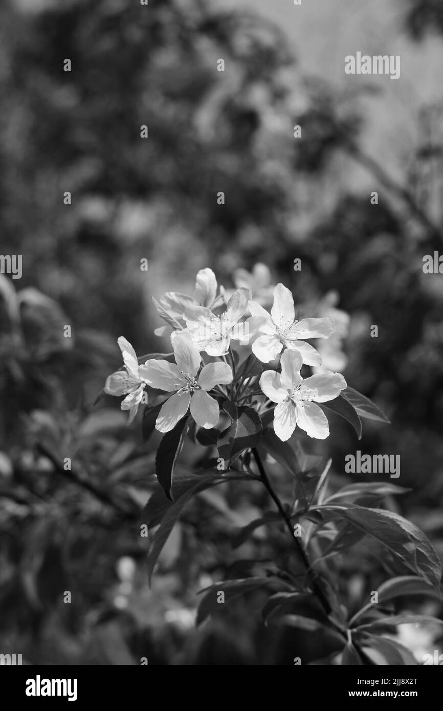 Beautiful fruit tree spring blossoms growing on the branches in the ...