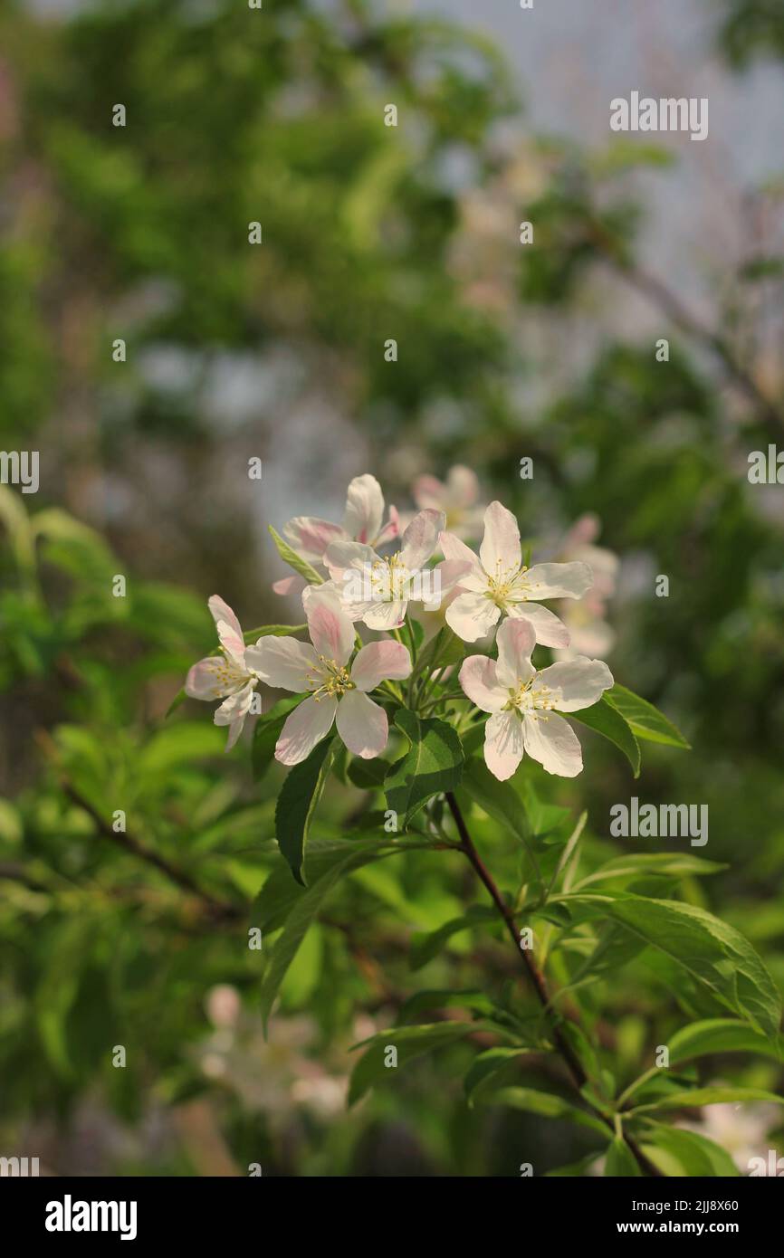 Beautiful fruit tree spring blossoms growing on the branches in the ...