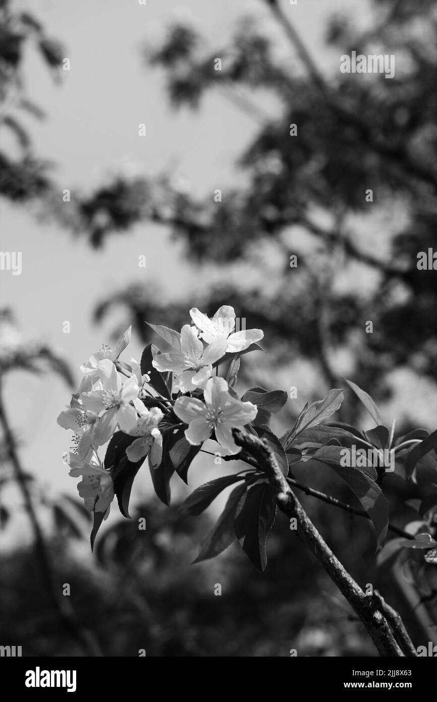 Beautiful fruit tree spring blossoms growing on the branches in the ...