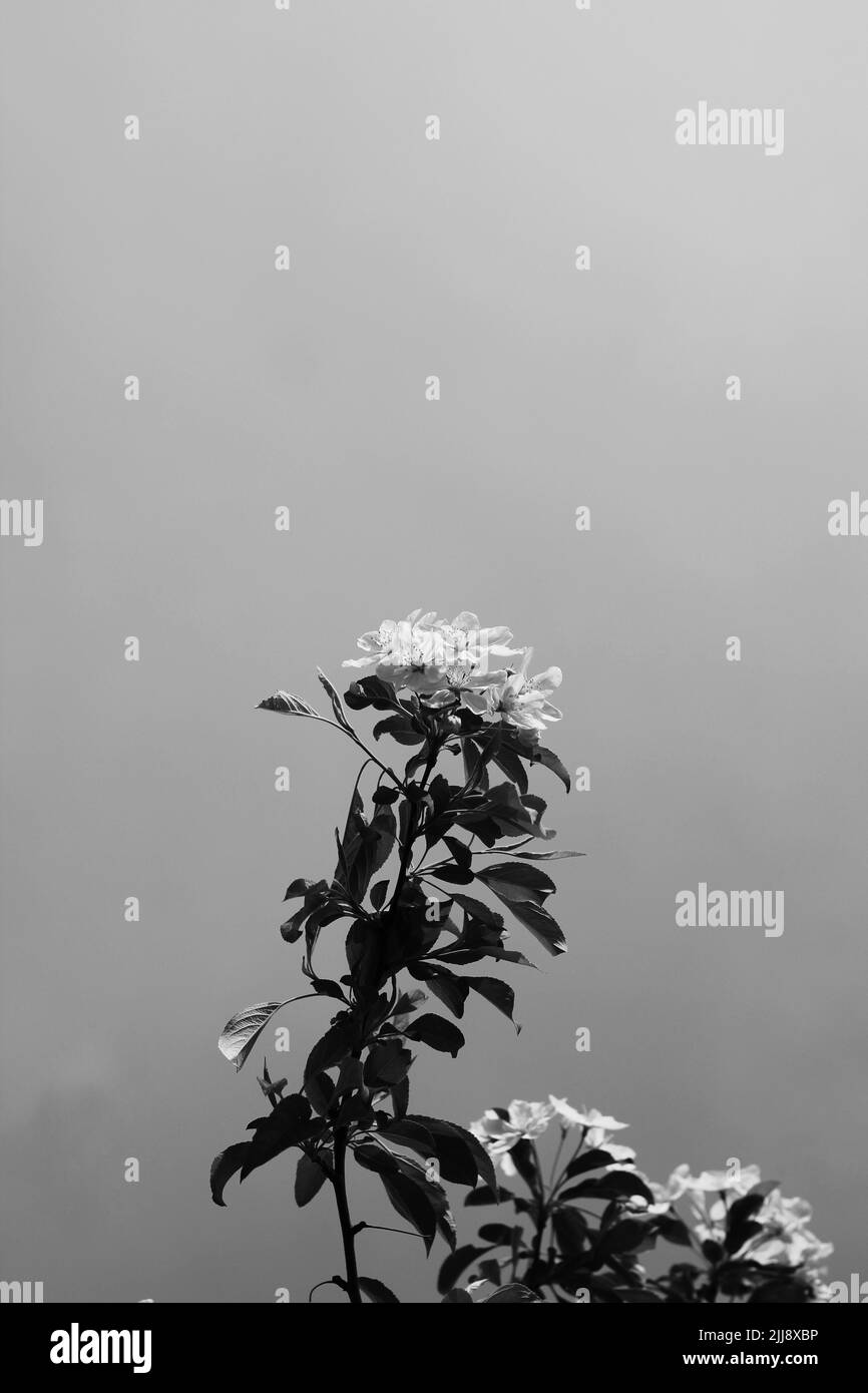 Beautiful spring flowers growing in the sunny meadow in black and white ...