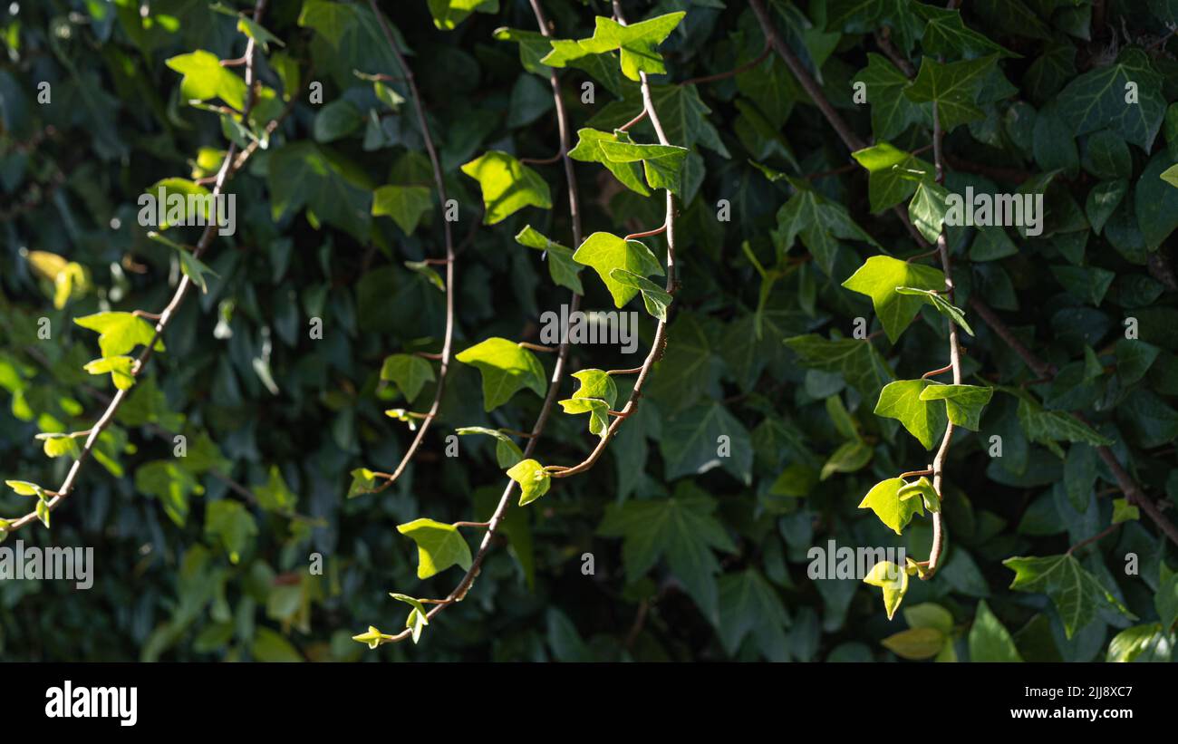 Wall of green ivy background Stock Photo - Alamy