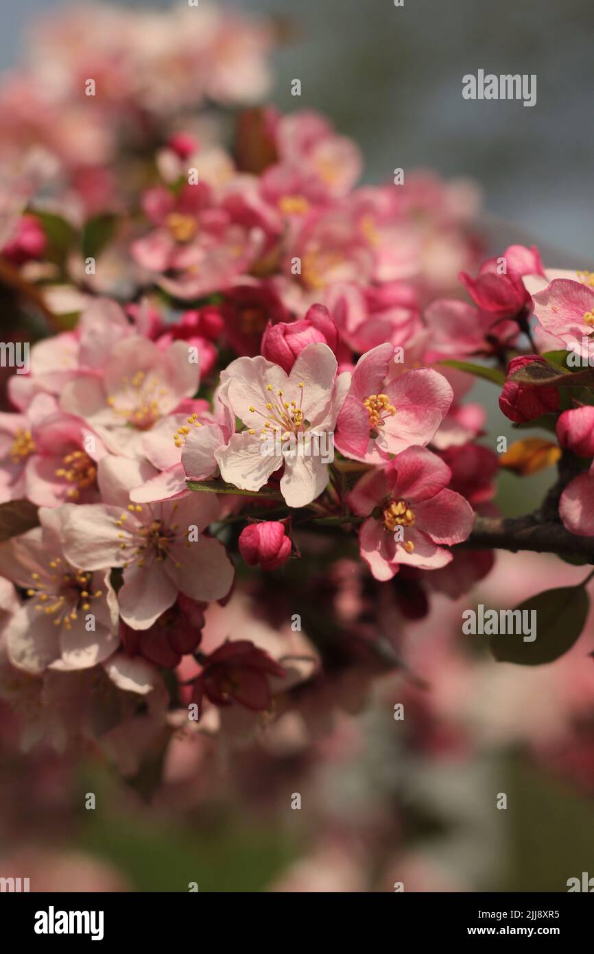Beautiful pink fruit tree spring blossoms growing on the branches in ...