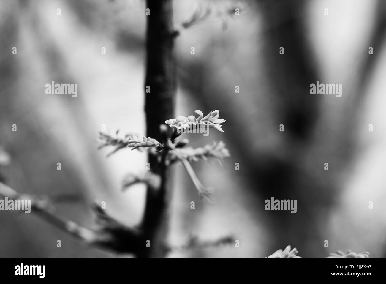 Leafy spring buds growing on a tree in the fresh meadow in black and ...