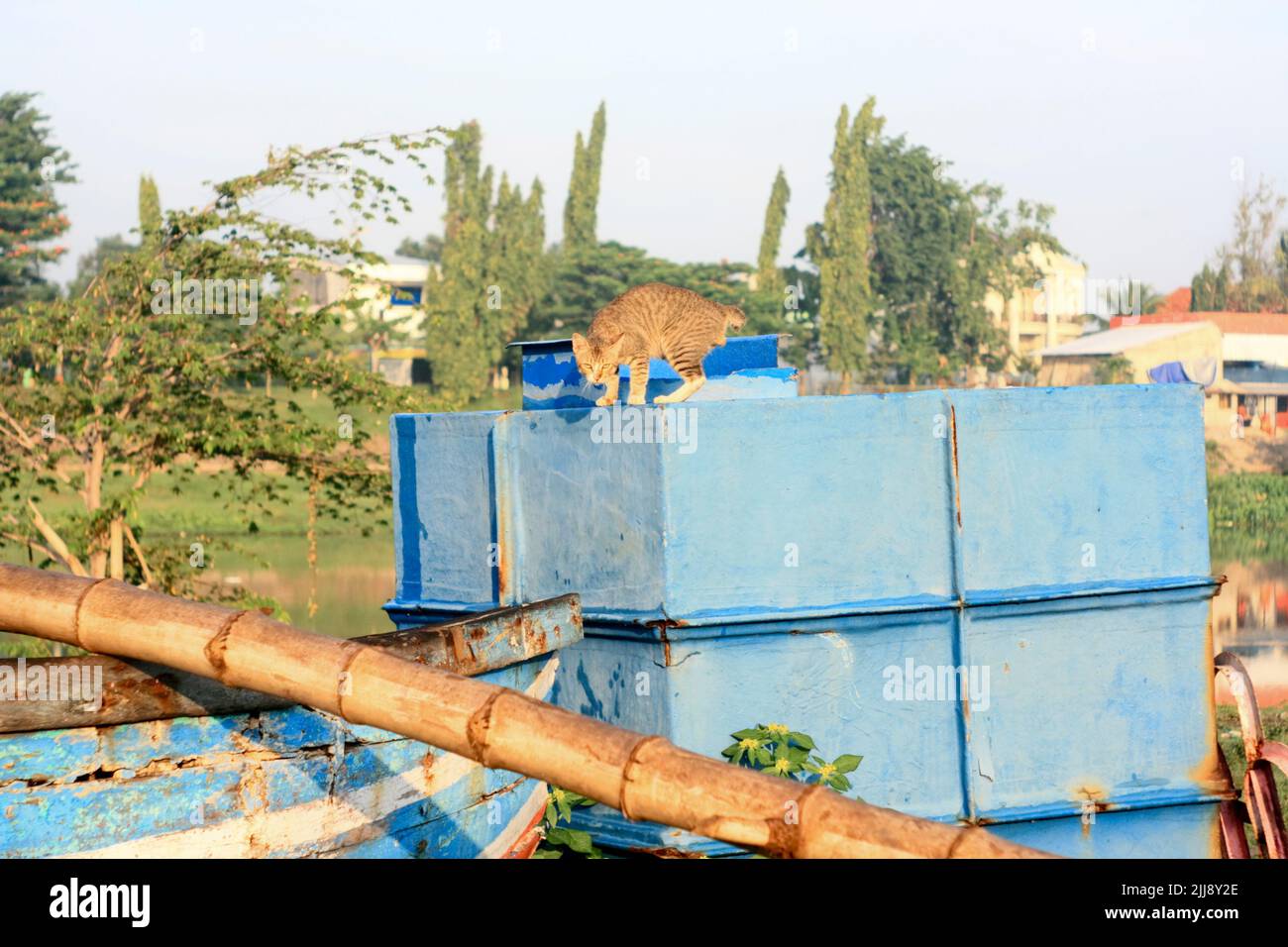 stray cat in the blue box Stock Photo - Alamy