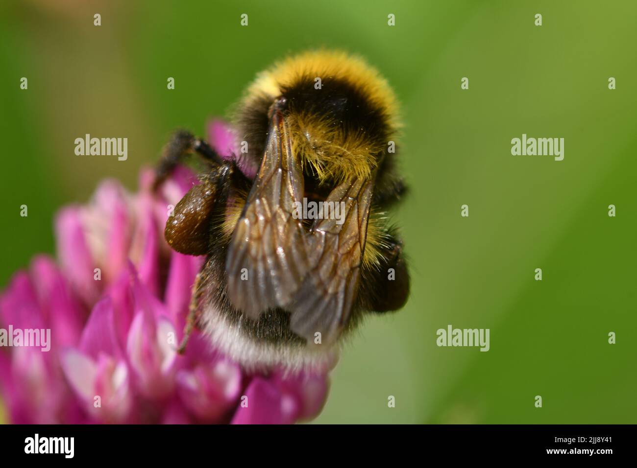 Bumblebee, macro photography Stock Photo - Alamy Bumblebee, macro photography Stock Photo - Alamy