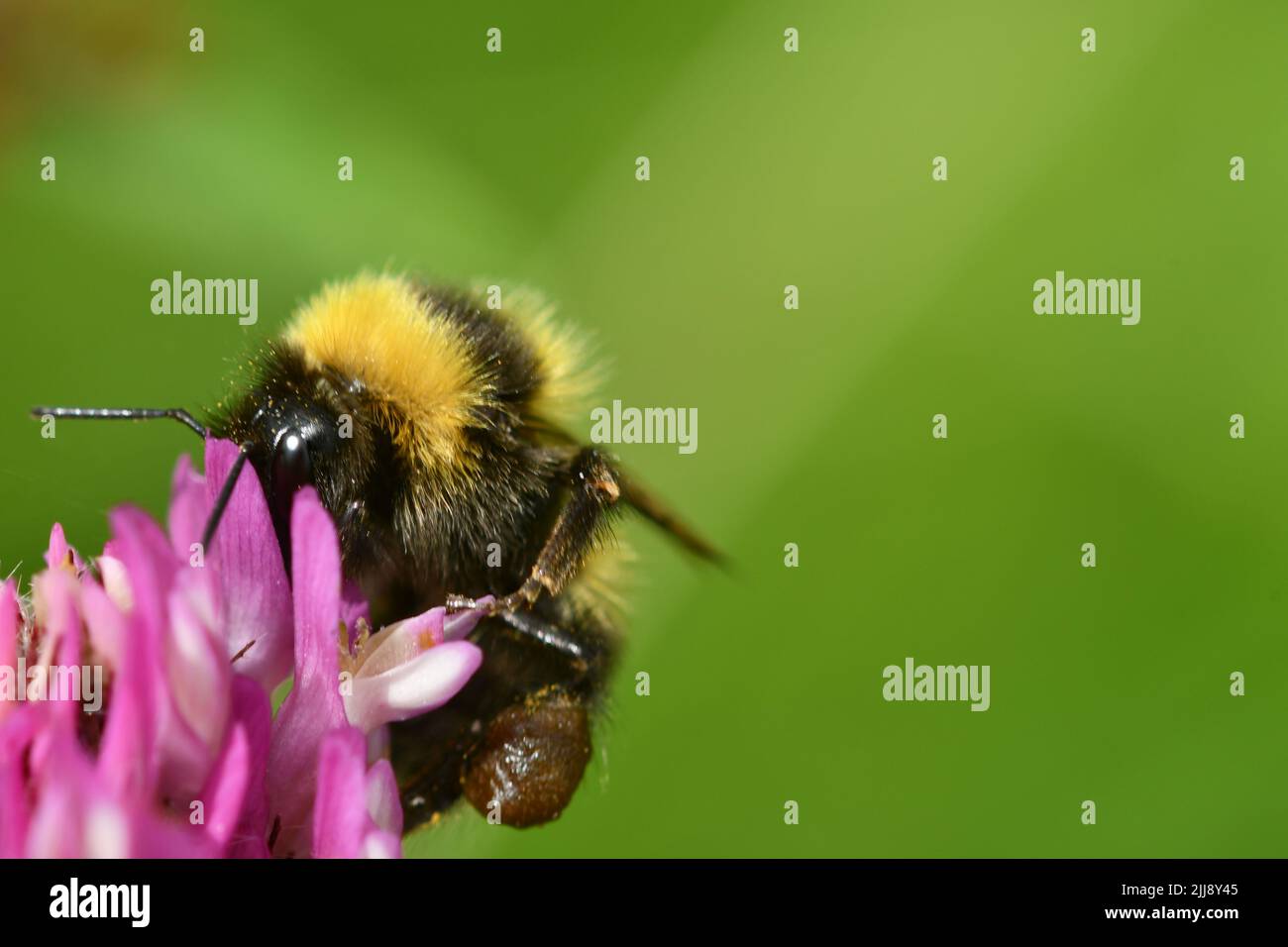 Macro insects hi-res stock photography and images - Alamy