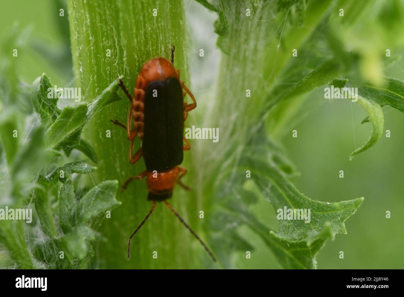 Bug, macro photography Stock Photo - Alamy