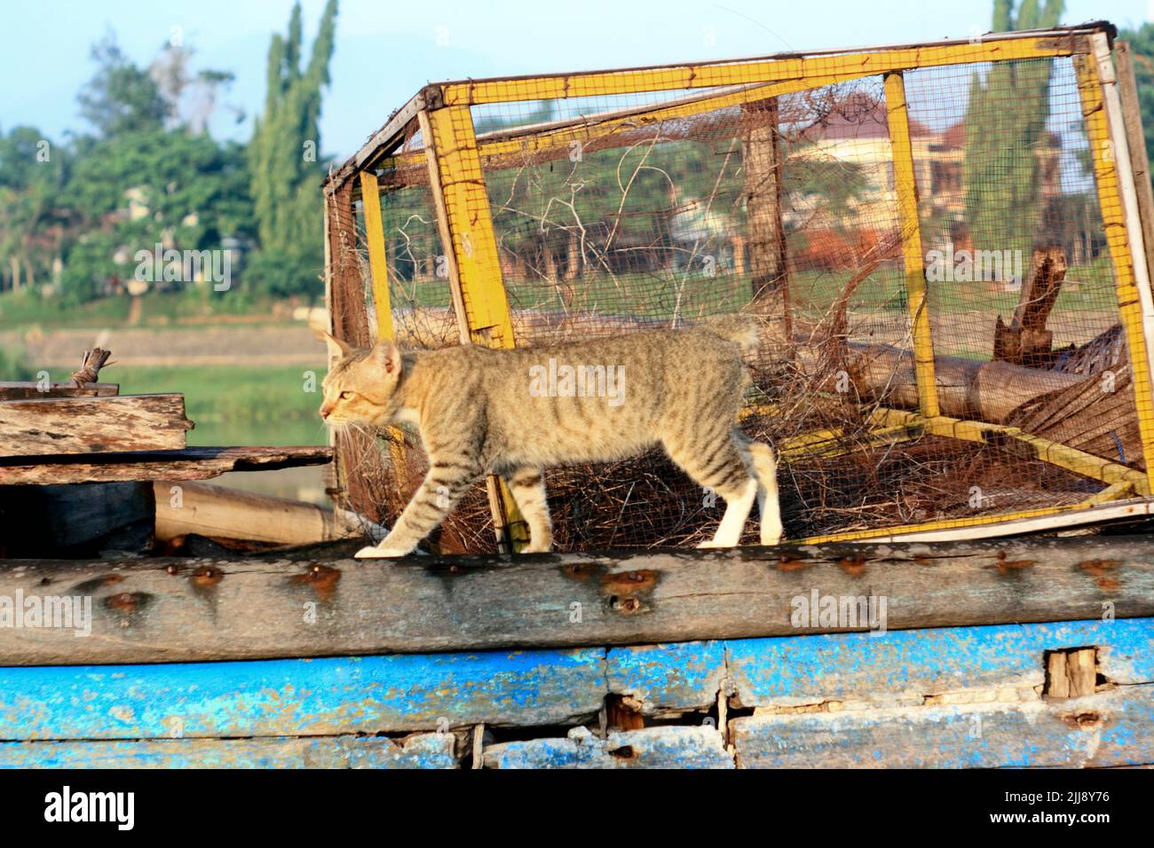 Cat walking in junkyard Stock Photo - Alamy