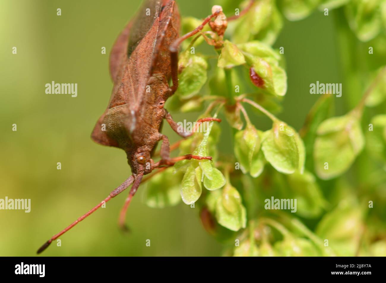 Coreidae, Coreus marginatus, macro photography Stock Photo - Alamy
