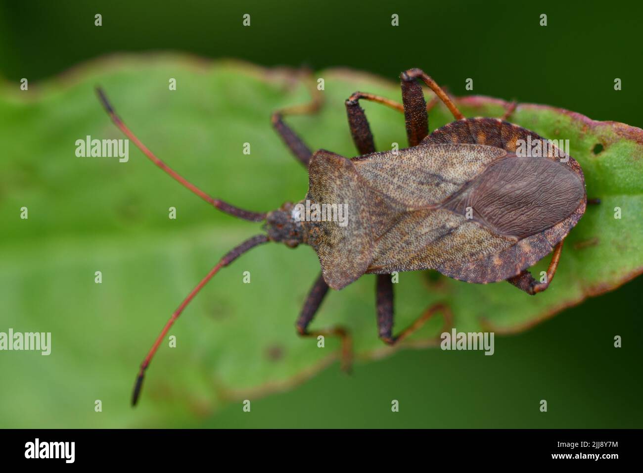 Coreidae, Coreus marginatus, macro photography Stock Photo - Alamy