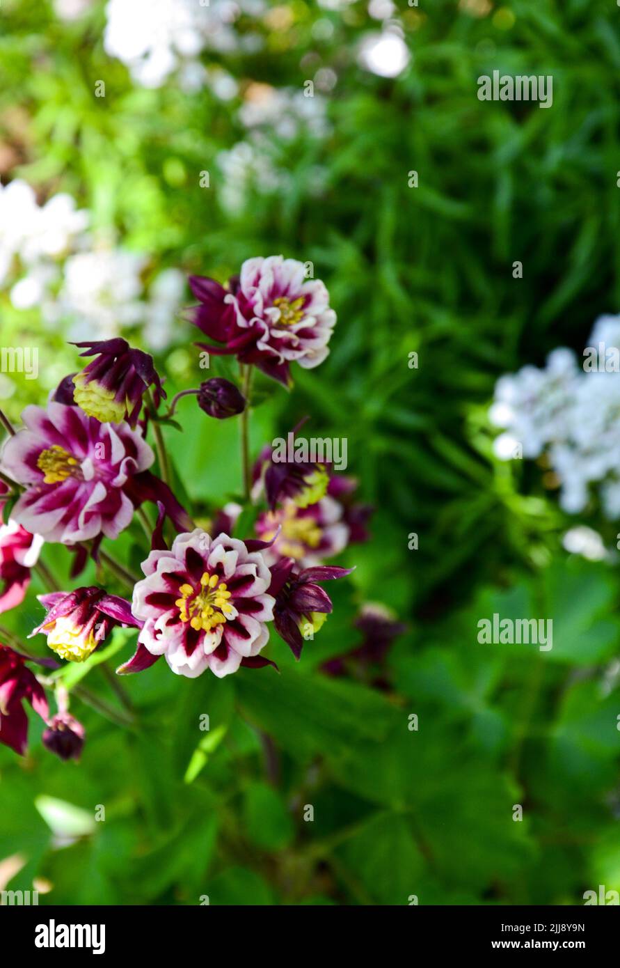 A vertical shot of Common columbines growing in the garden Stock Photo ...