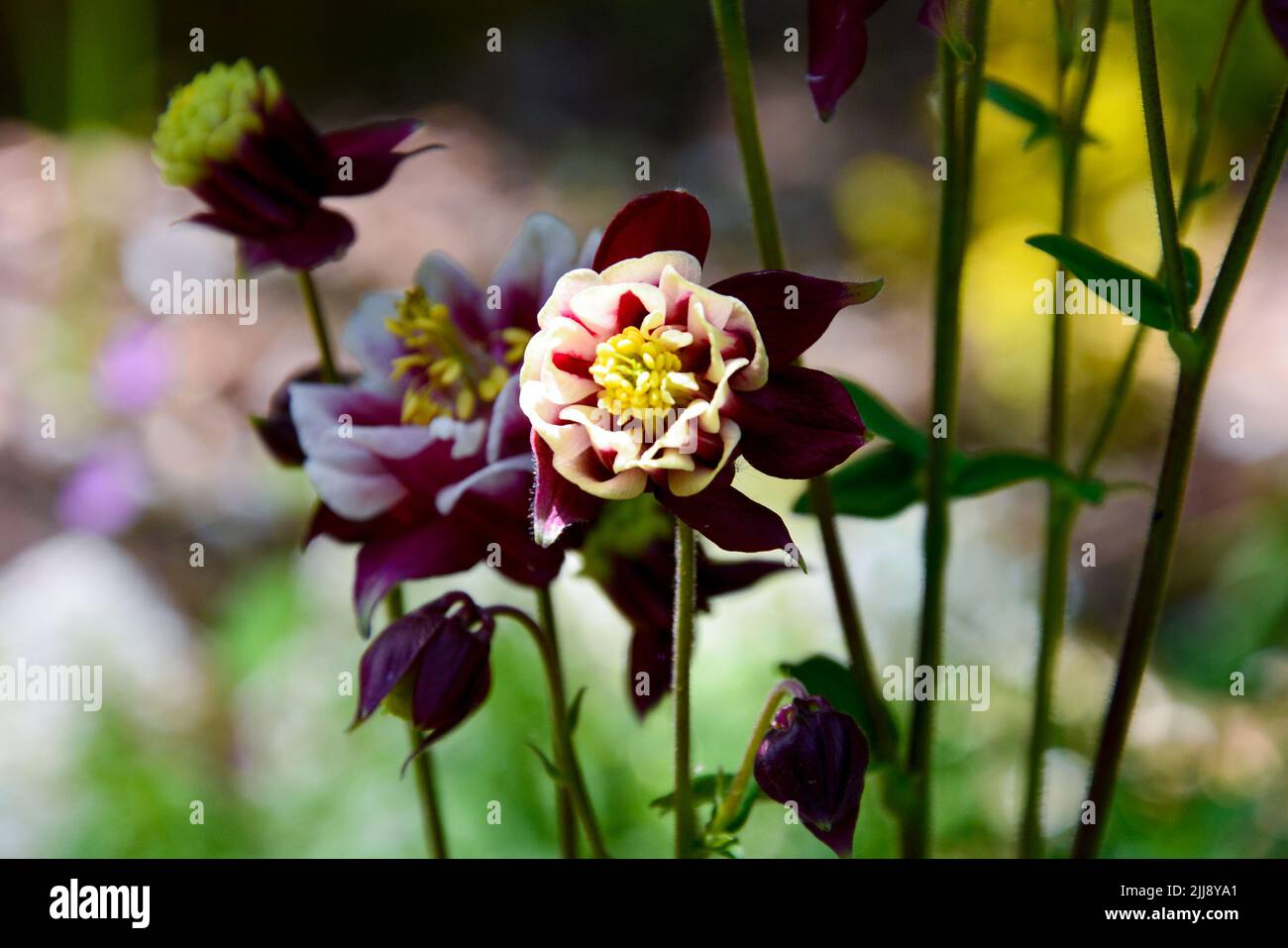 A close-up shot of Common columbines growing in the garden Stock Photo ...