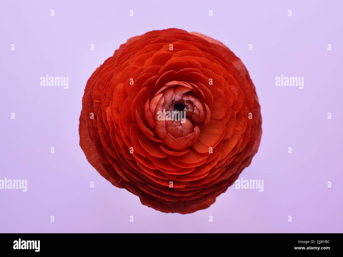 One beautiful red ranunculus flower on a pink background. Buttercup ...