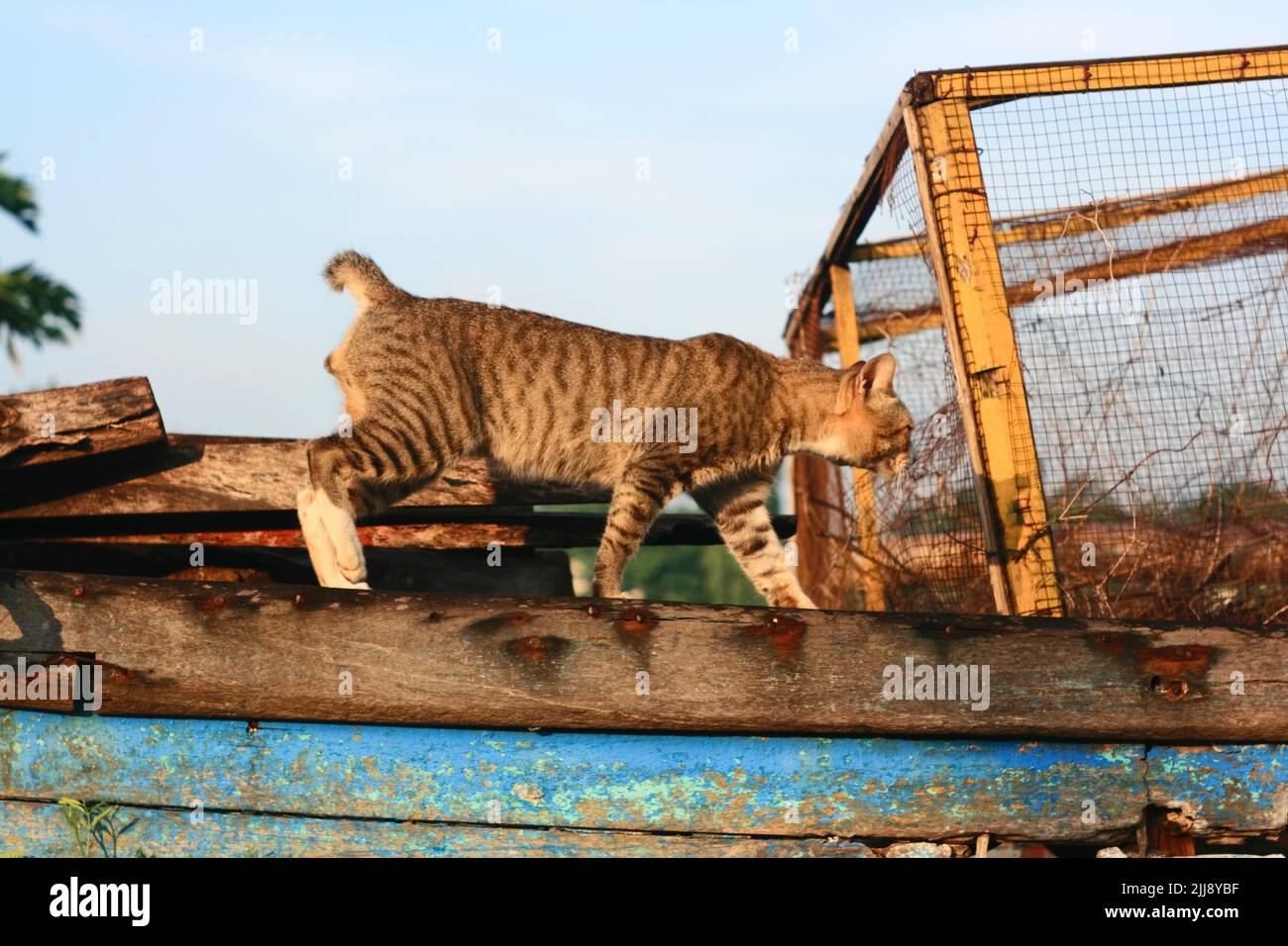 Cat walking in junkyard Stock Photo - Alamy