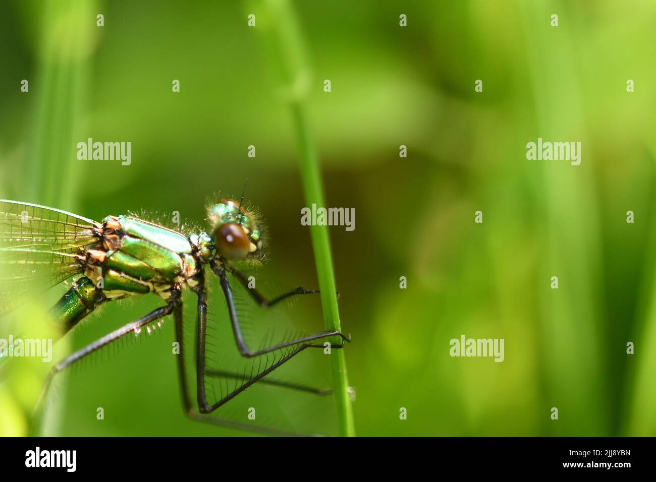 Damselfly, dragonfly,damselflies, dragonflies, macro, macro photography ...