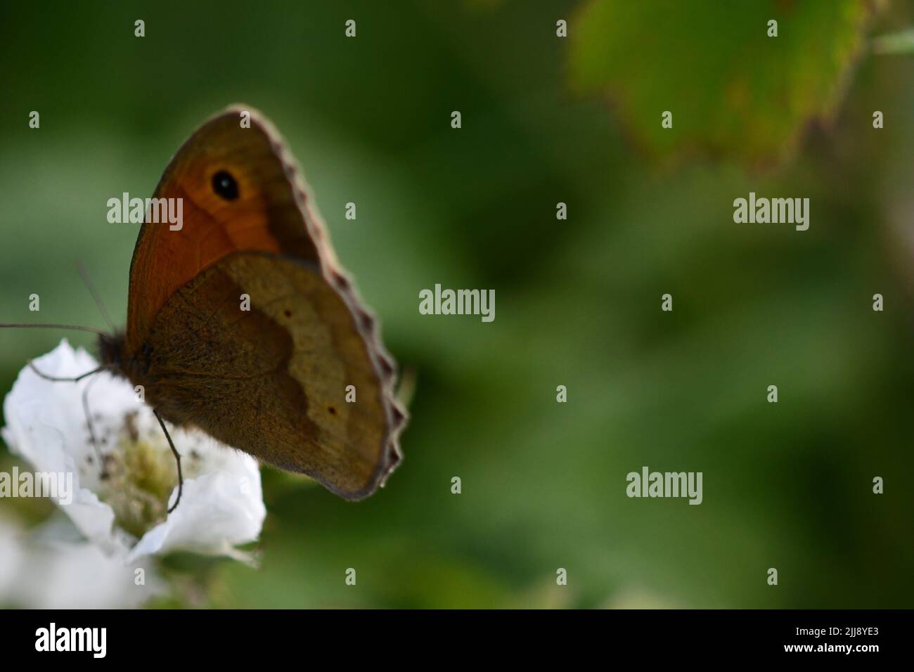 Butterfly, macro photography Stock Photo - Alamy