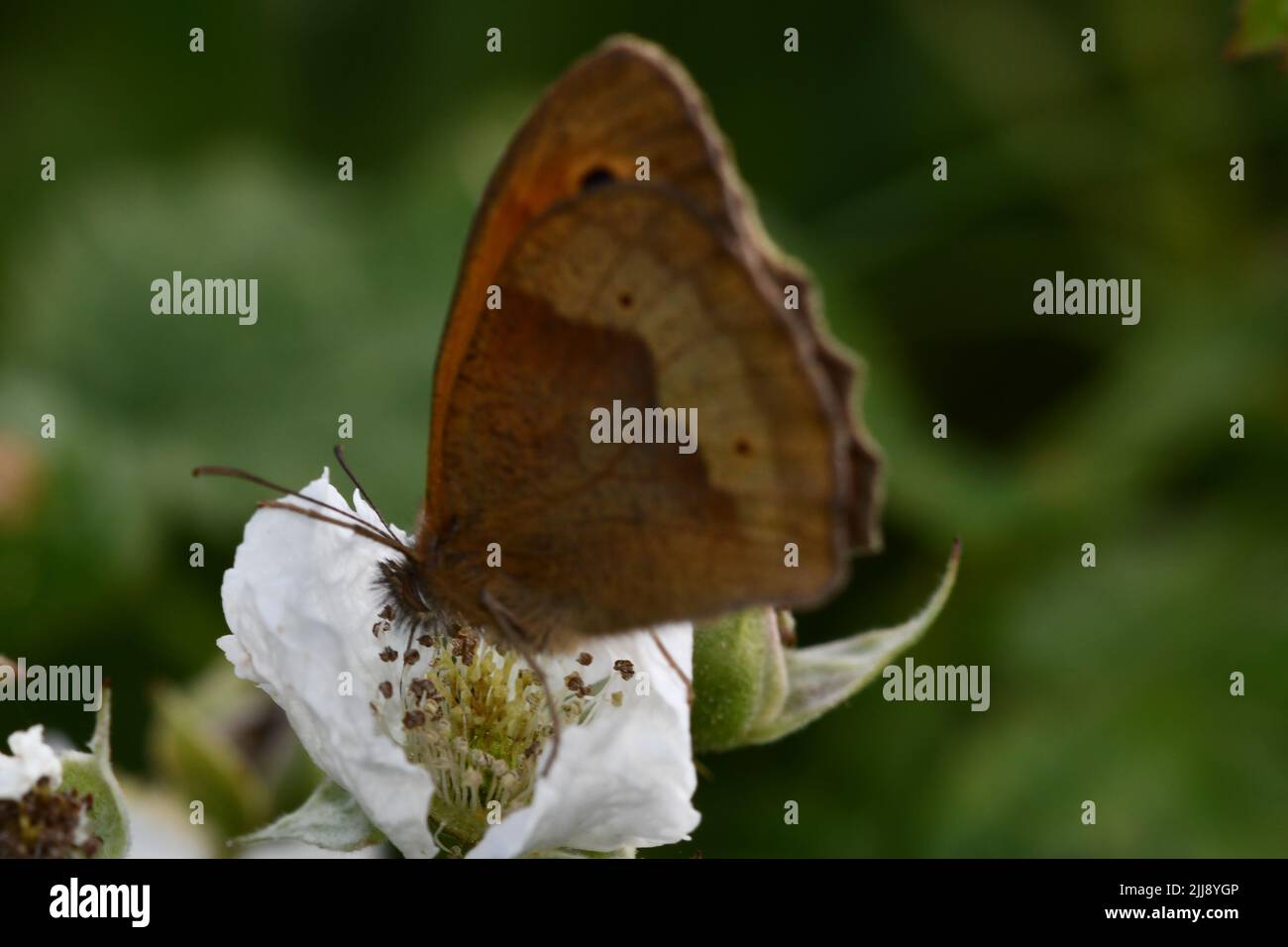 Butterfly, macro photography Stock Photo - Alamy