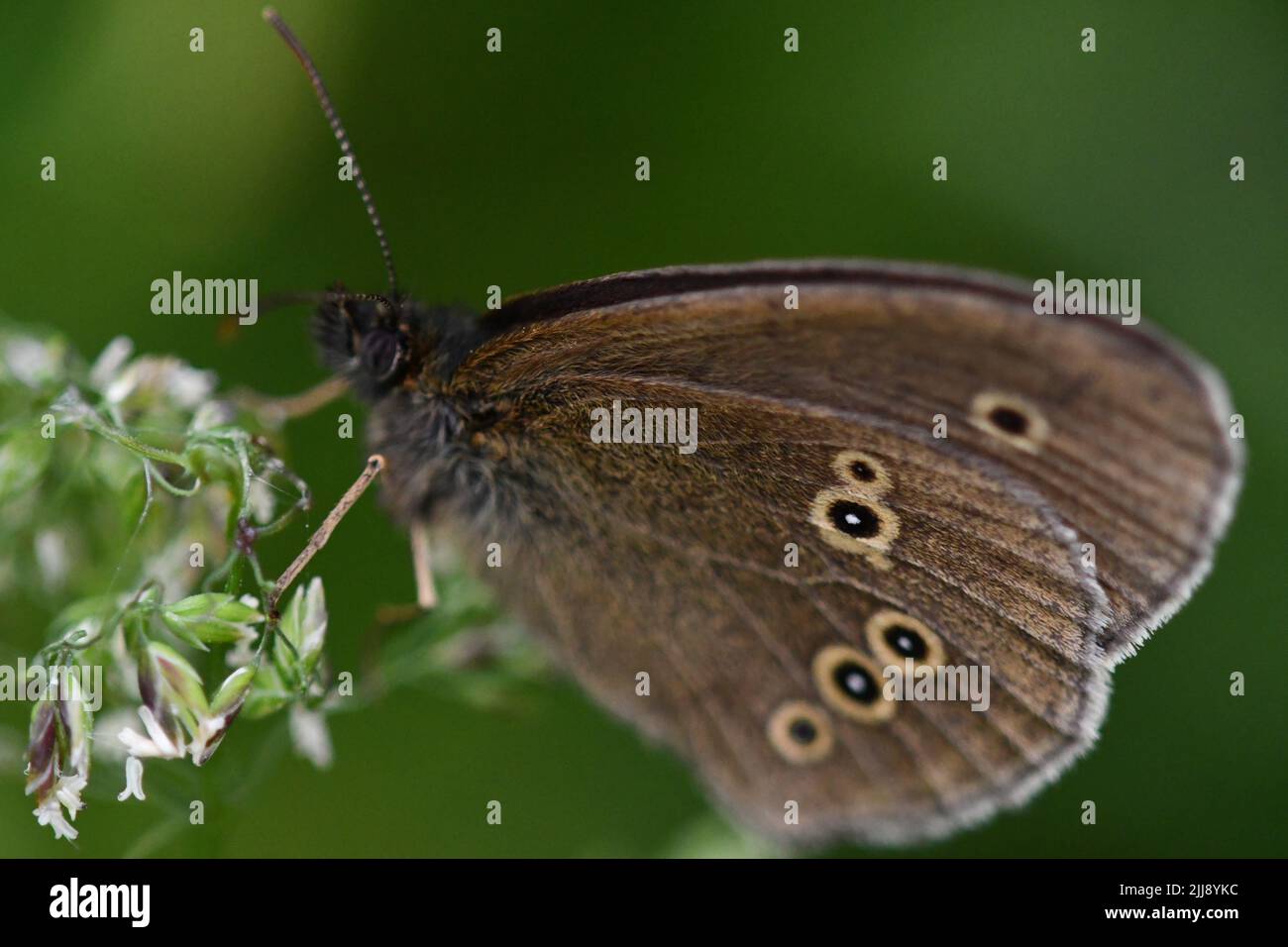Butterfly closeup macro photography hi-res stock photography and images ...