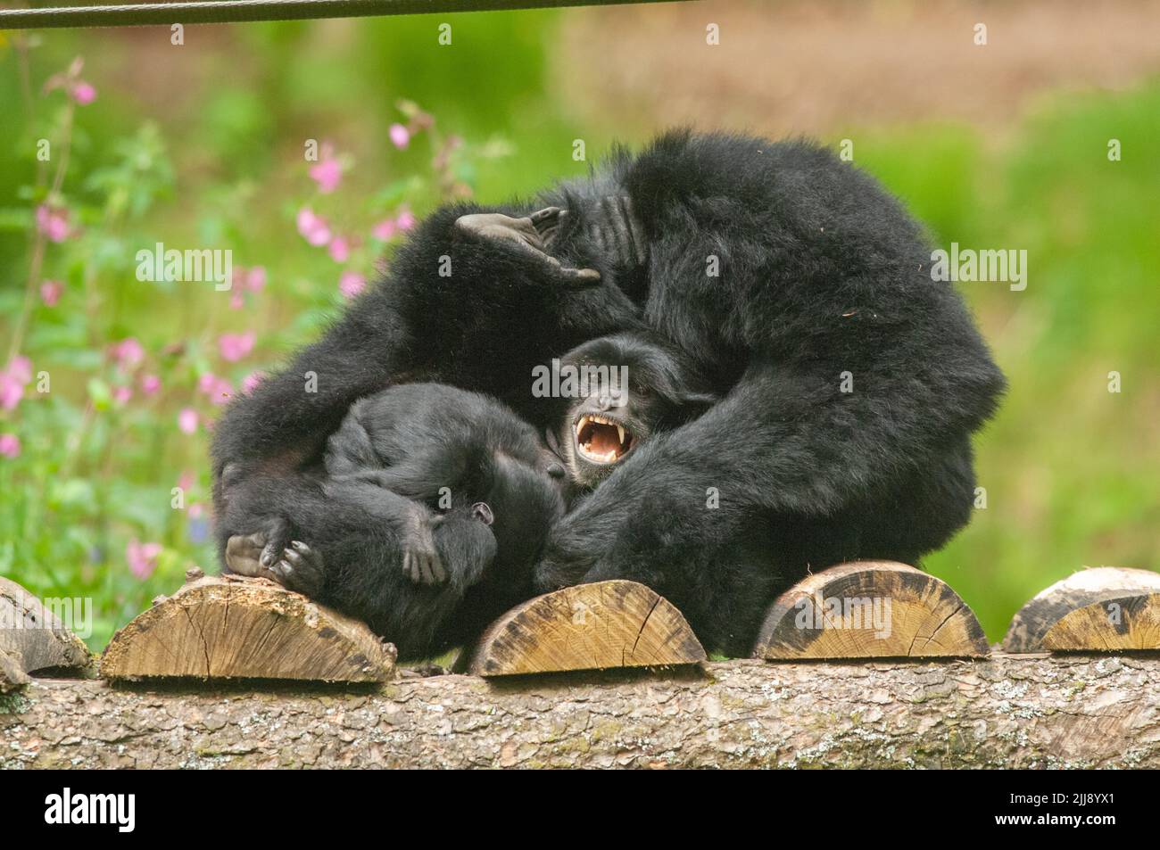 Family group of Siamang gibbon in captivity, Pembrokeshire, Wales, UK ...